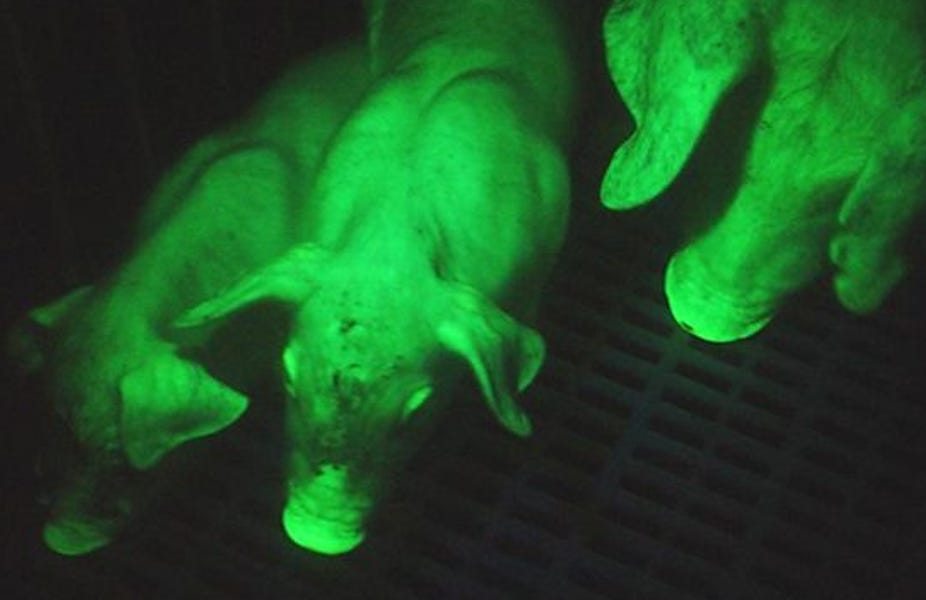 mRNA Contamination of Food Supply: Existential Threat to Human and ...