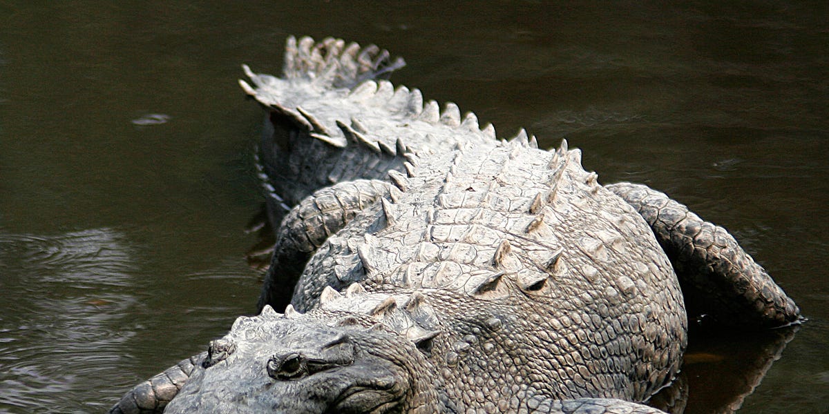 Effects Of The Last Ice Age Glaciation Is Visible In American Crocodile DNA