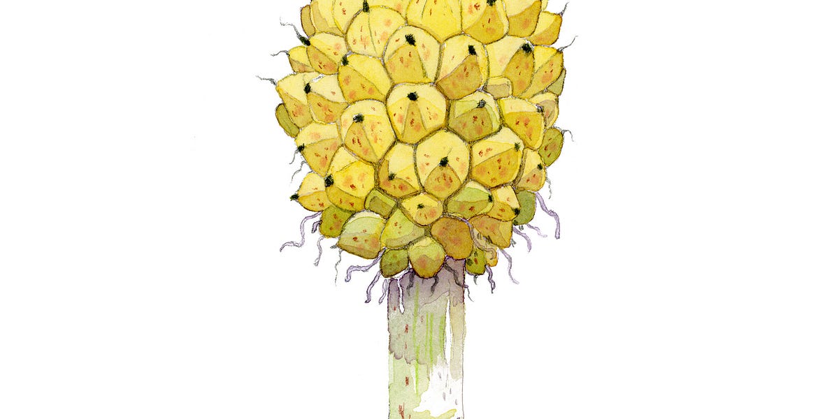 Indigenous Bananas - by Matt Chun and James Tylor