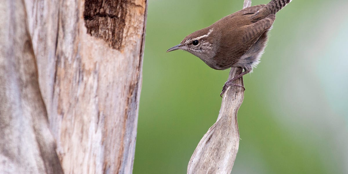 Reading, Writing and Wrens - by Bryan Pfeiffer