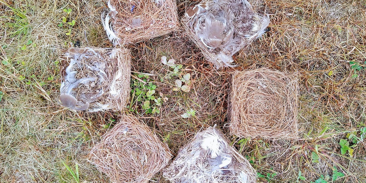 Language Nests - by Jason Anthony