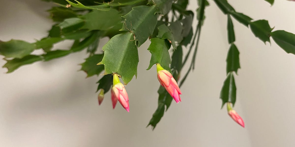 Christmas Cactus Budding in October - by Mason Pashia