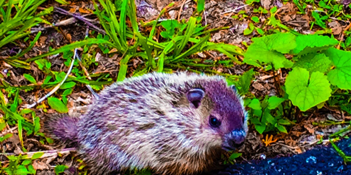 The Secret History of Groundhog Day - by Maria Rodale