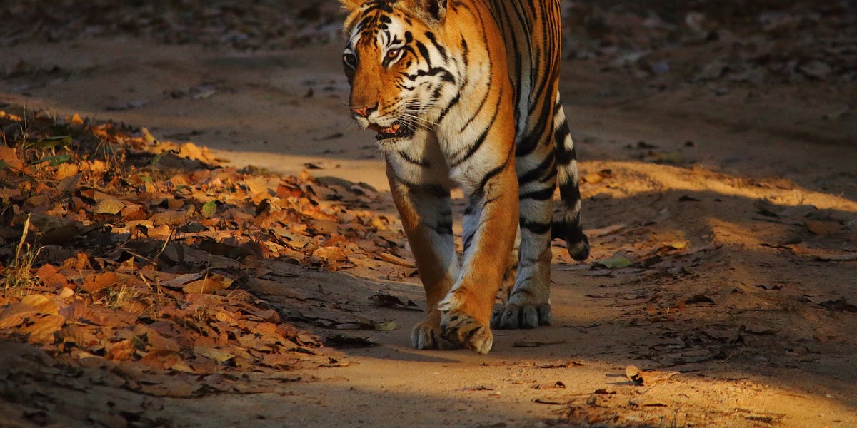 The Tigress - by Sunita's Short Stories