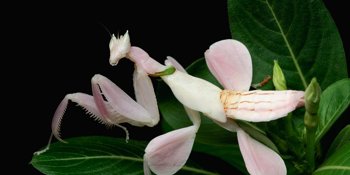 Orchid Mantis - by Sandy W. Lawrence - Sandy’s Substack