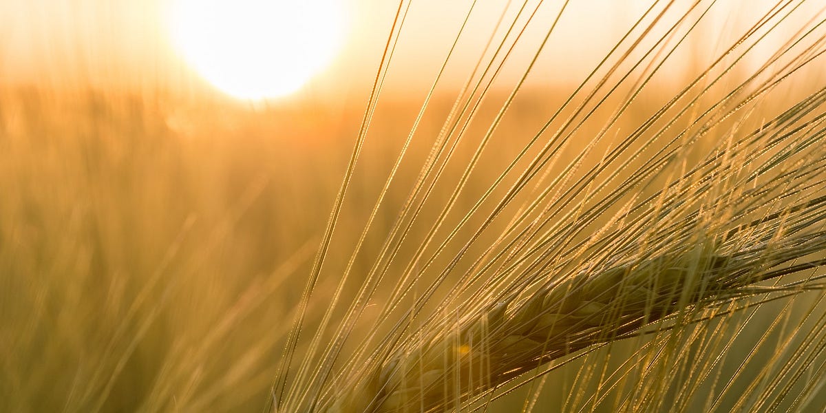 The Sower went out to sow - by Paul Imanuelsen