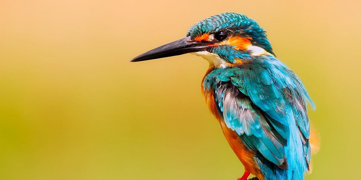 DOPE 4 Bird Management Styles - by Emma Winningham