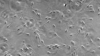 Declining Sperm Count: Much More Than You Wanted To Know