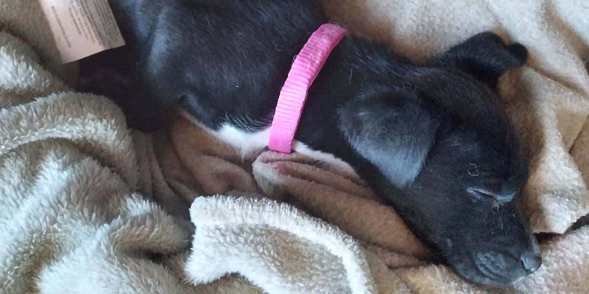 This Monday the Paws Are Back in Pawsitivity