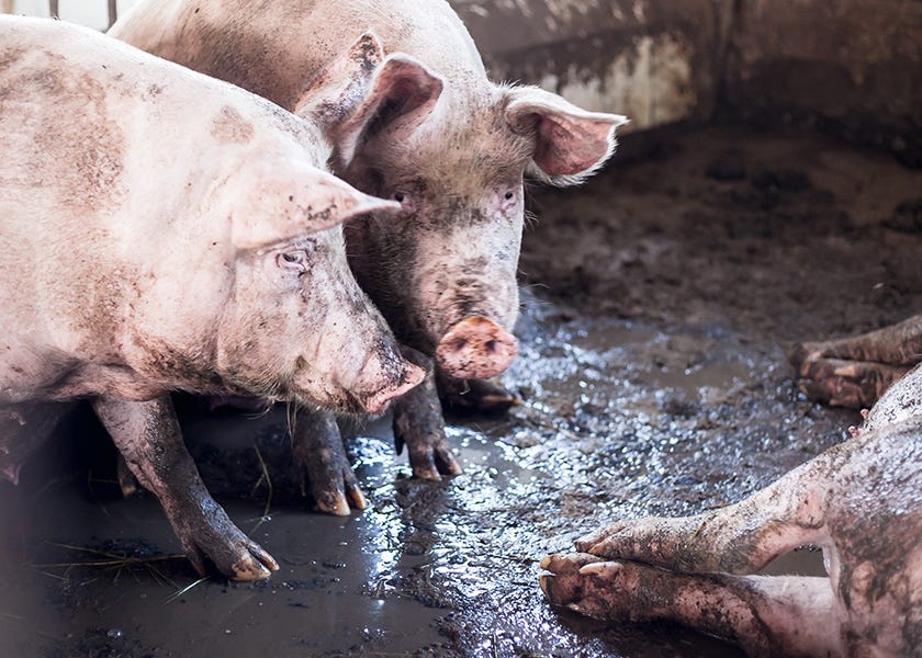 Animal Waste From Factory Farms Poses Health Risk