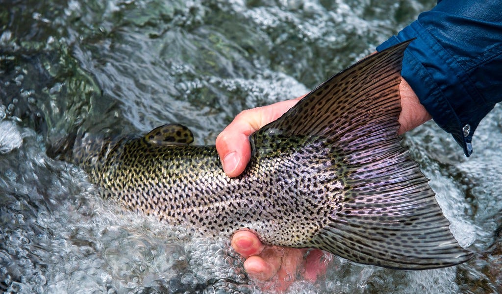 Release Me - Slack Tide by Matt Labash
