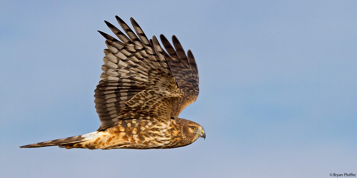 Hawks and Humans on a Burning Planet - by Bryan Pfeiffer