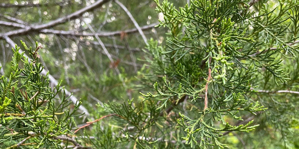 Comments - Nicholas the red cedar - by Jeanne Malmgren