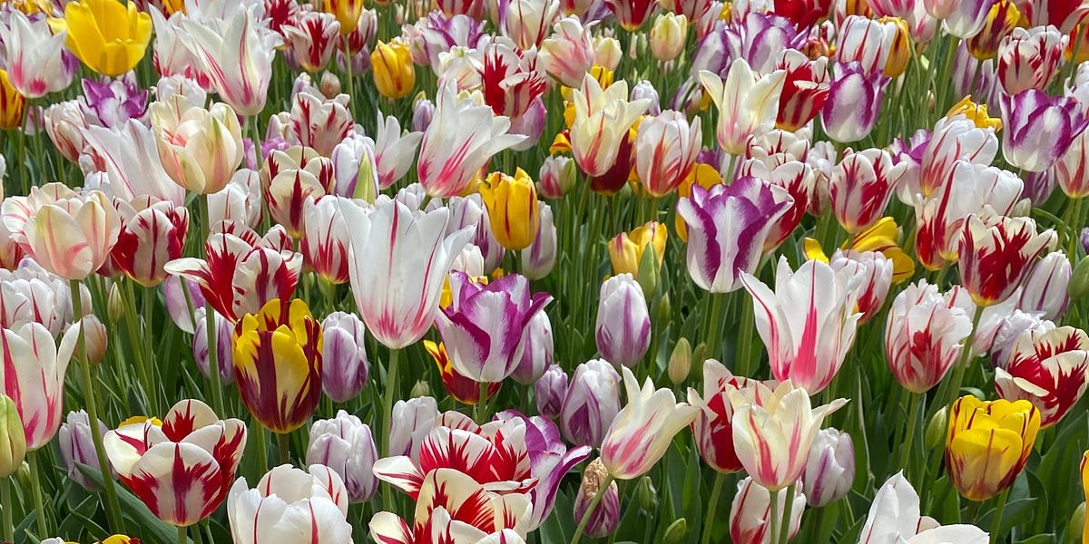 Oh, Color, oh Color - by Craig K. Damrauer