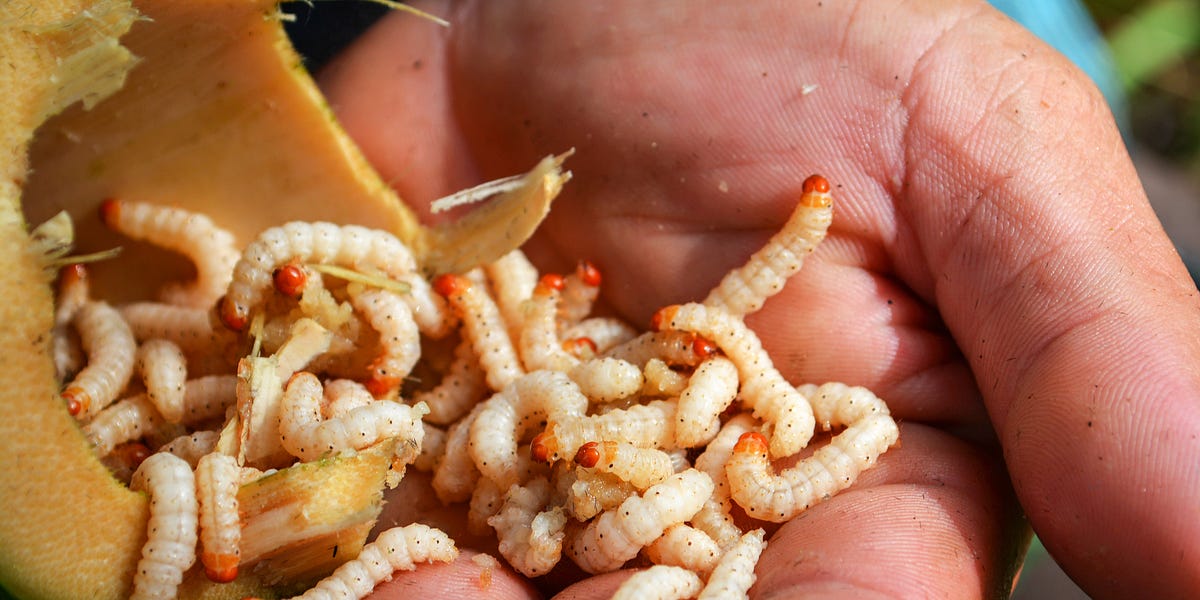 Tyson Foods Partners with Protix to Explore Large-Scale Insect Farming ...
