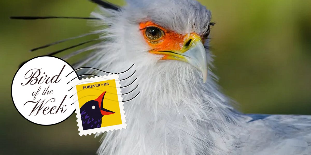 Bird of the Week: Secretary Bird - by Caitlin Schneider