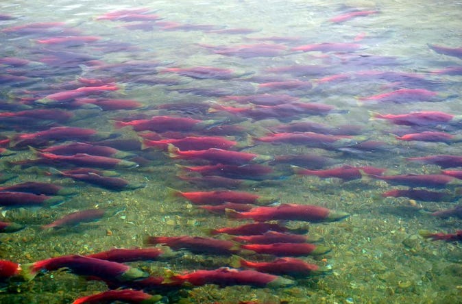 Dispute Over State/Federal Alaska Native Fish Fights Coming to a Head