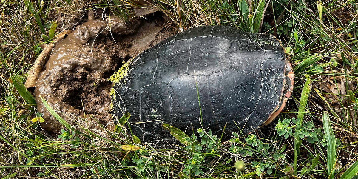Painted Turtle Nest - by Diane Porter - My Gaia