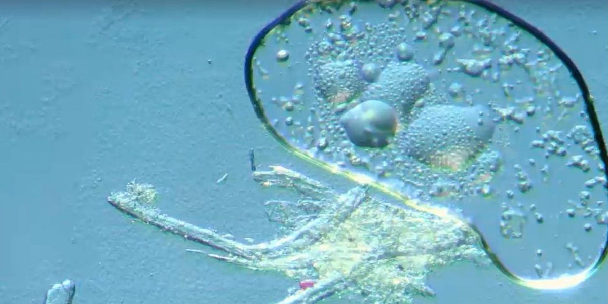 Homo chimericus: Chitinization, through an insect-based diet, in ...