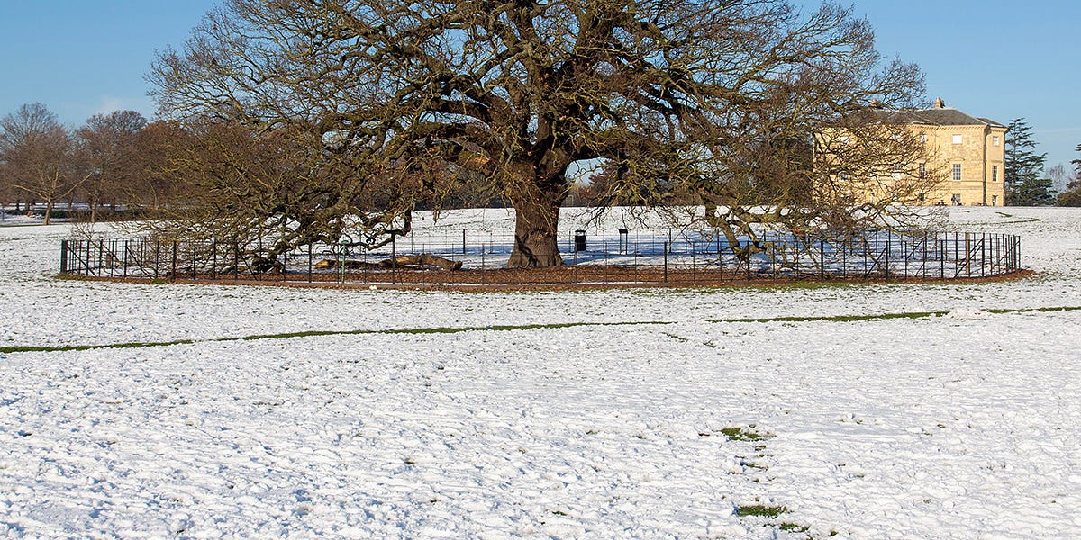 25. Bexley Charter Oak - by Paul Wood - The Street Tree