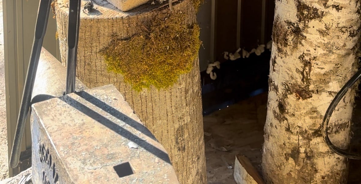 The Shed - An off-grid homestead horror story