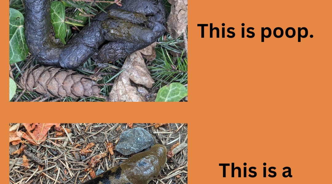 Is it a Banana Slug, or Is it Poop? - by Melissa Hart