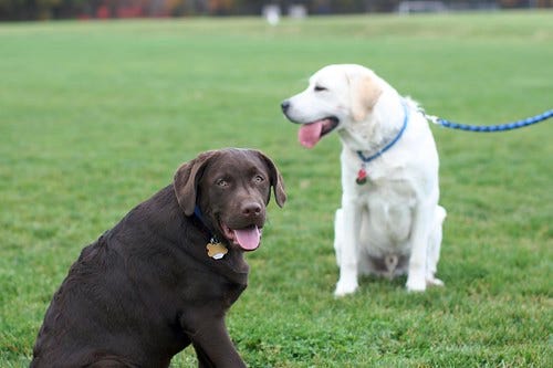 Milo, the labrador recliner - by Joshua Hatch - Hatchomatic