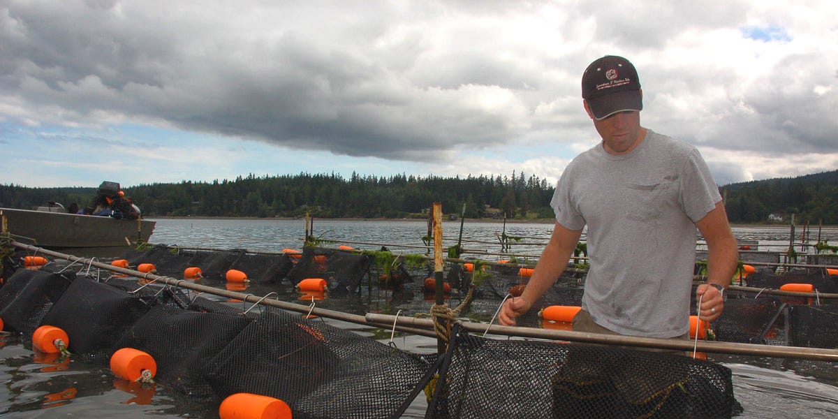 Too soon to shellebrate - by Jeff Tozzer