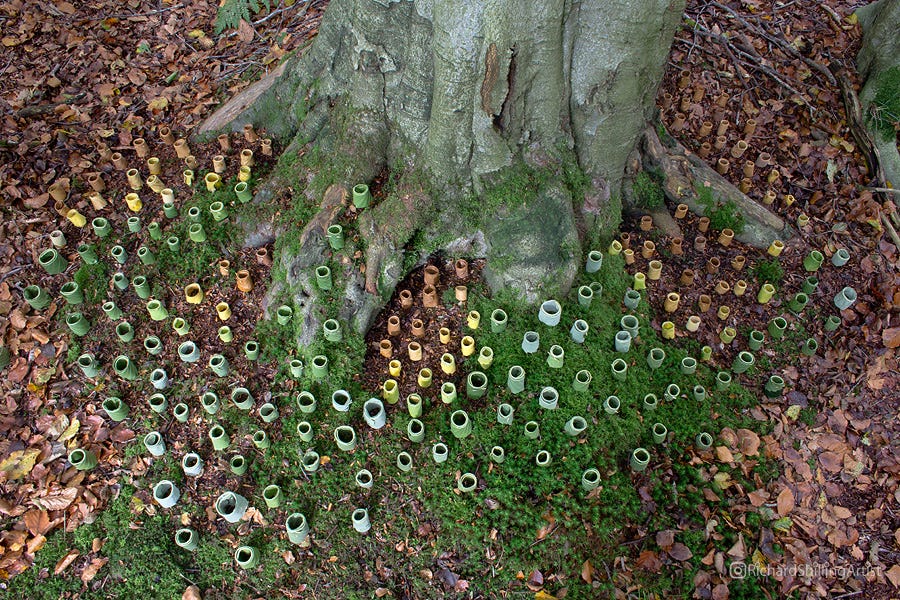 Into the Shadow - Richard Shilling's Nature Art