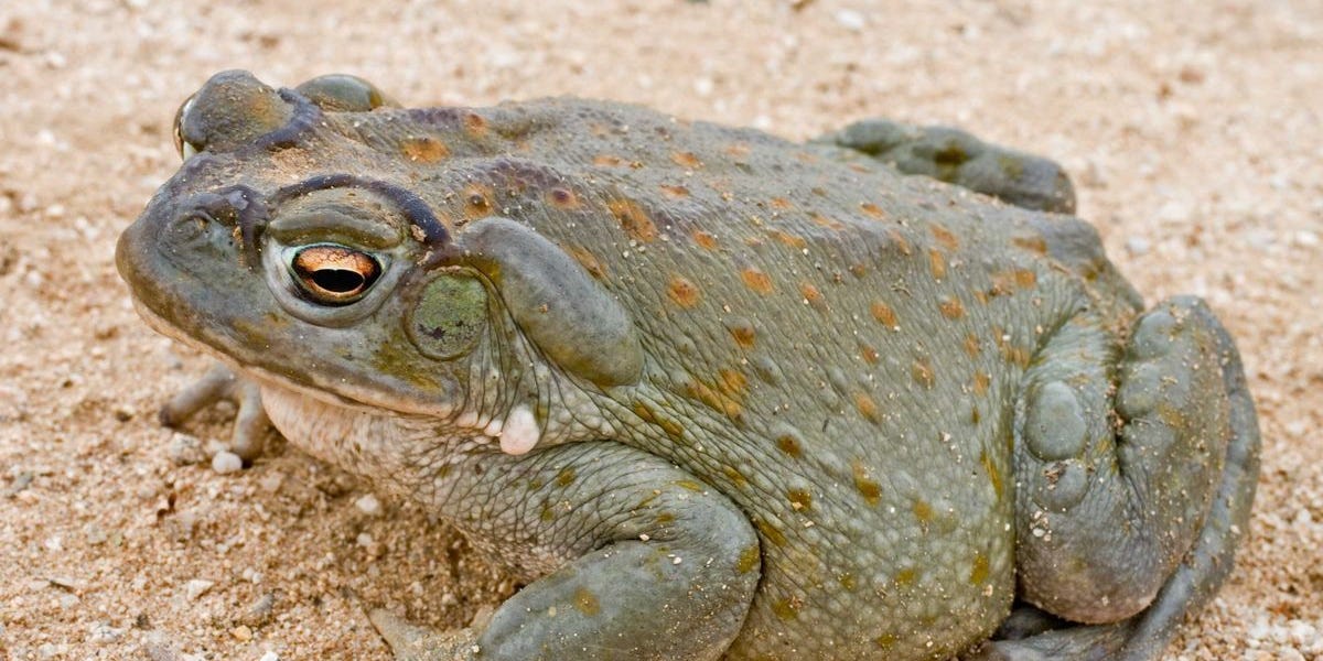 Please Don't Lick this Toxic Toad! - by Jan Spell