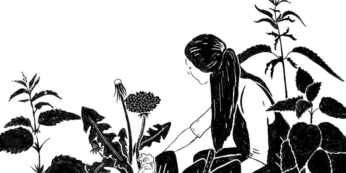 Guide to Edible Flowers - by Becky O Cole