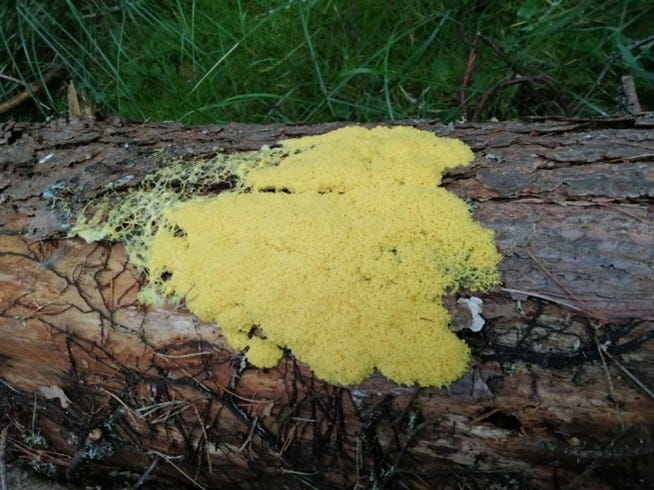Pink Blob and Dog Vomit : What on earth is that?