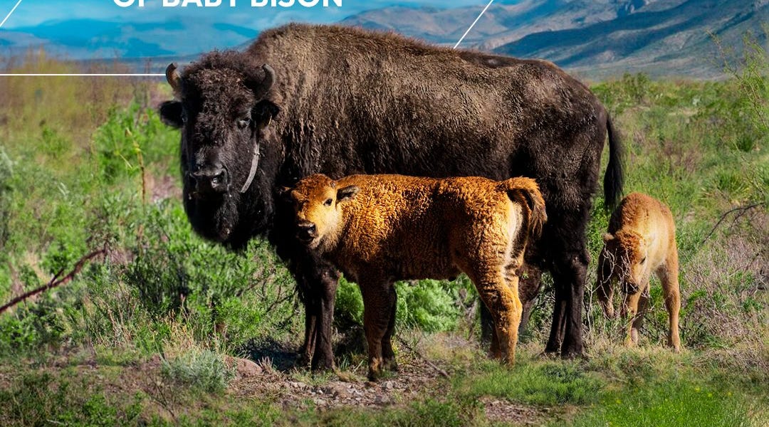 Rewilding the World - Ben Goldsmith