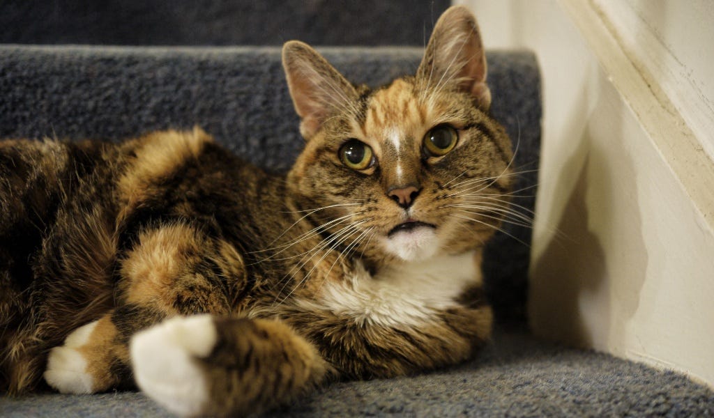 Friday 13 January, 2023 - by John Naughton - Memex 1.1