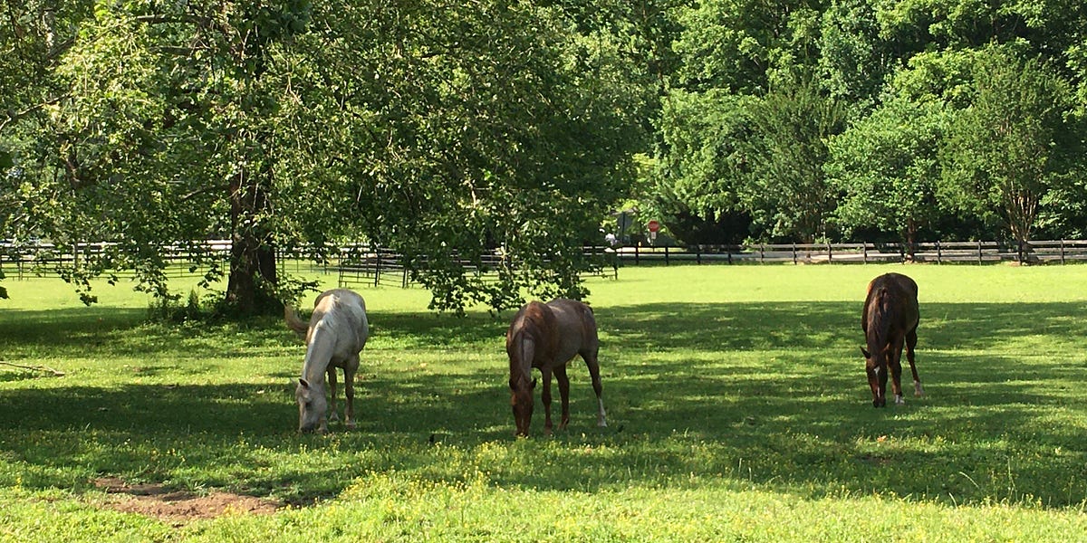 Helen & Home. - by Dixie Dillon Lane - The Hollow