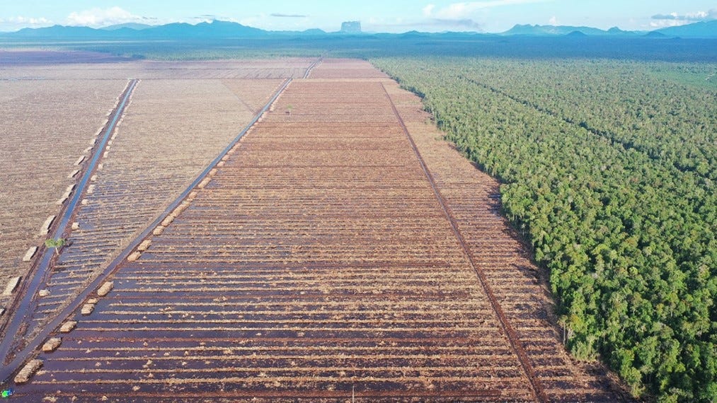 Destroying Borneo’s Rainforests - Asia Sentinel