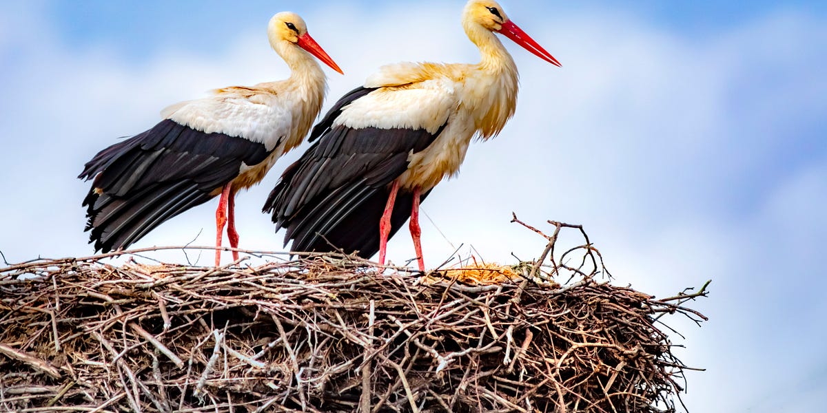 Look! Up in the sky! It's a (big) bird!