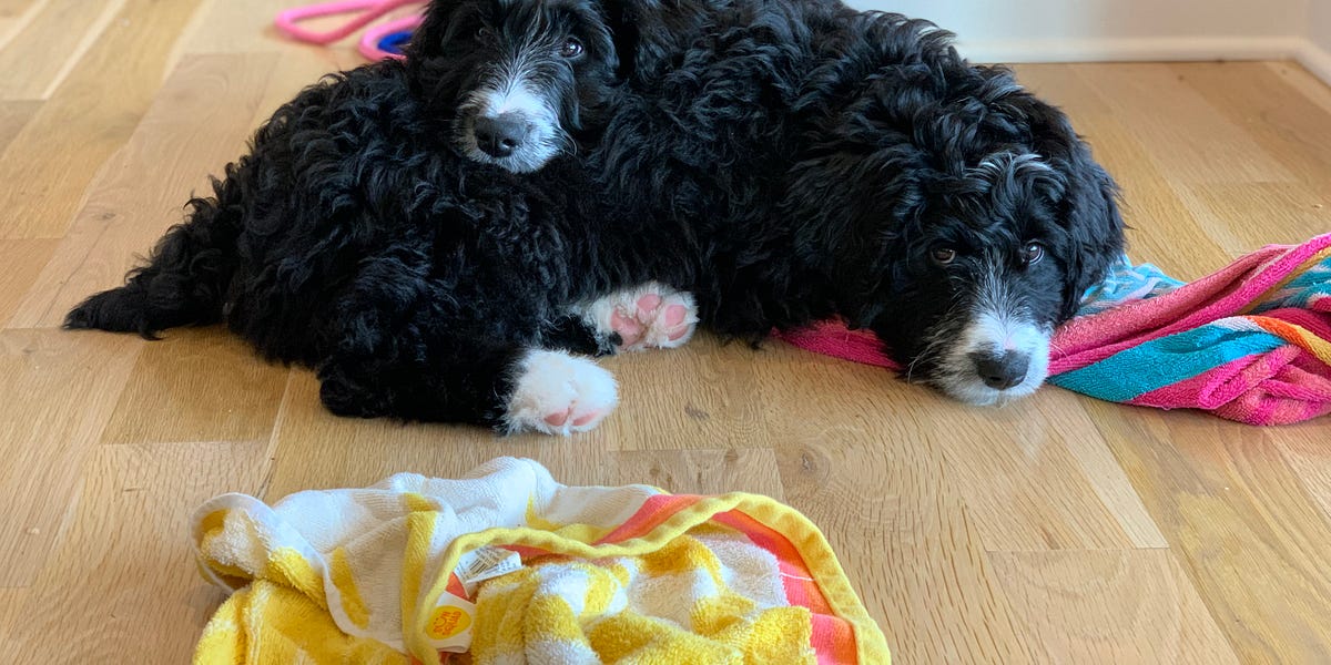 Adopting Puppies and Substack Plans for 2024