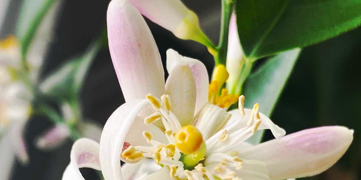 Ancient Roman Gardens, Part 1: Plants and Purpose