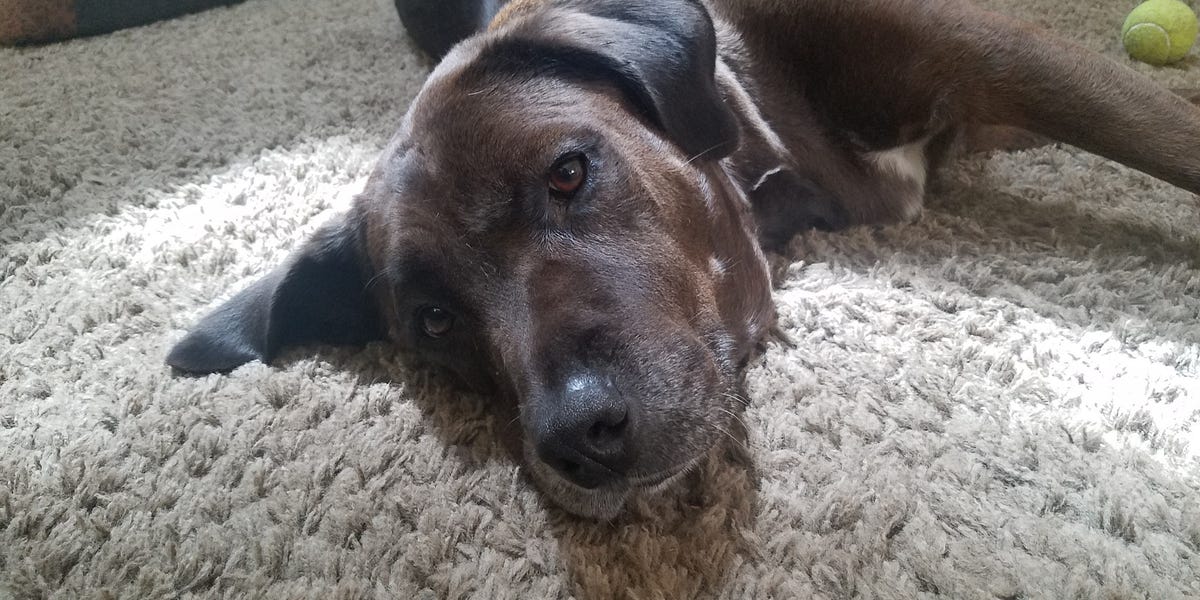 So, Is This Your New Dog? - by Paul Hefner