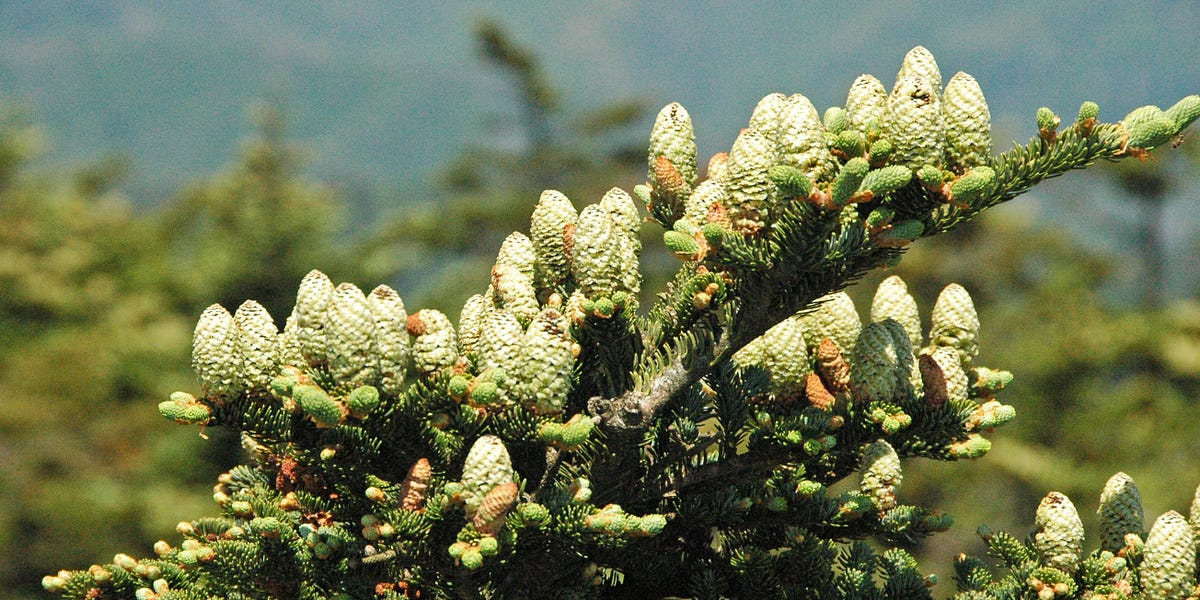 Mastering Fraser Fir Trees: Your Essential Holiday Guide and FAQs