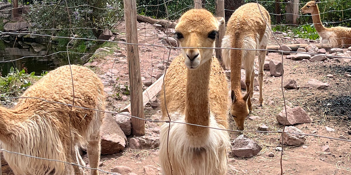 How to visit the Cochahuasi Animal Sanctuary near Cusco, Perú