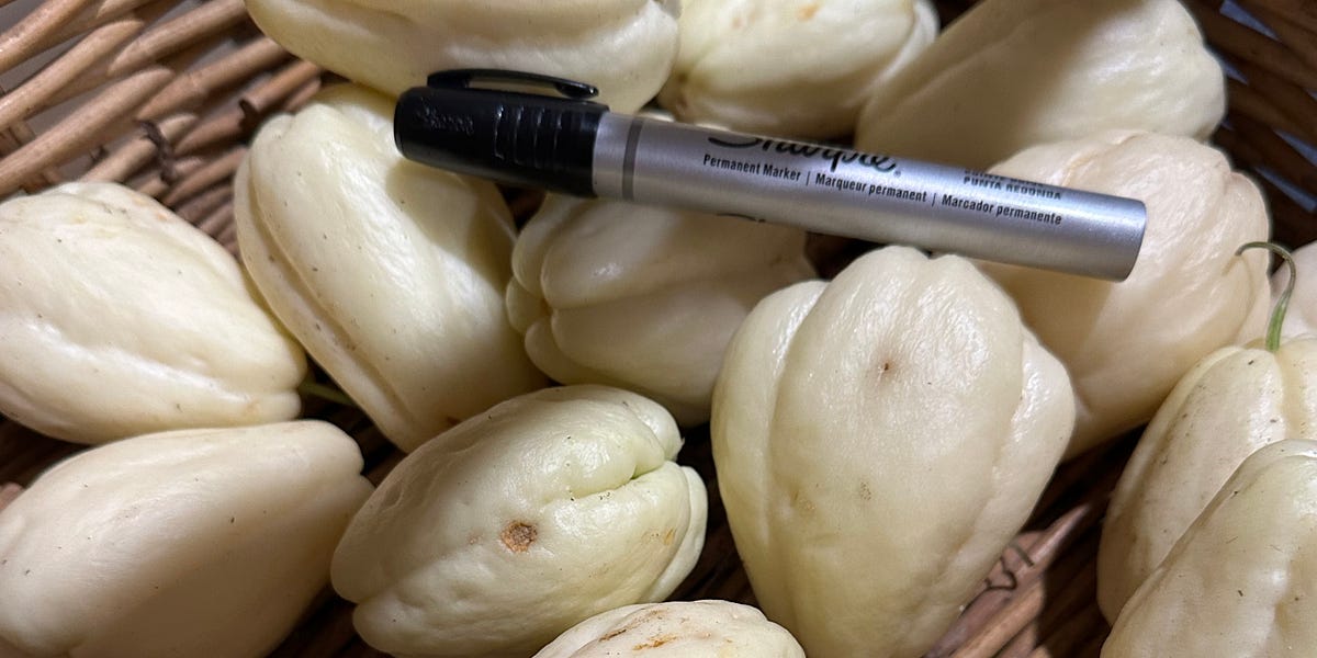 Choko - by Lucy House - Healthy Farming Healthy Food