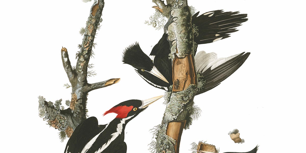 A visit to Arkansas as Ivory-billed Woodpecker faces historic listing ...