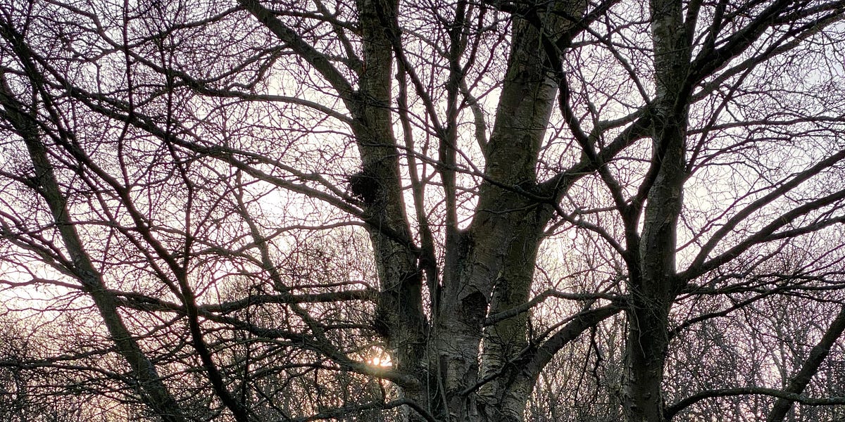 These Iron Inklings - by Imogen Ashwin - Bracken & Wrack