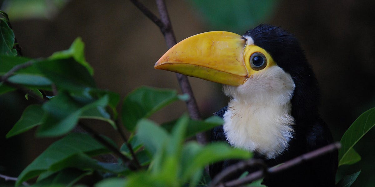 Bestiale #69 - by Leonardo Mazzeo - Bestiale