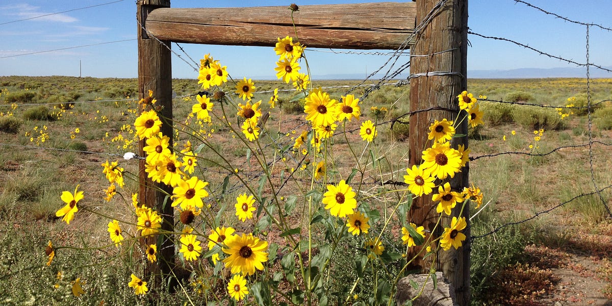 In My Own Ink - In Our Own Ink │Andi Penner