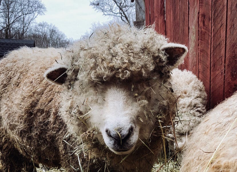 I Don't Believe It - by Janet Garman - Janet’s Substack