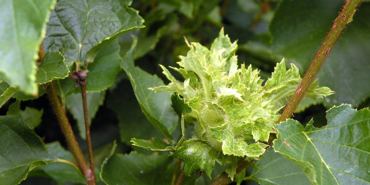 Mastering Hazelnut Cultivation: A Comprehensive Guide to Growing and Using Hazelnuts | Gold Hat ...