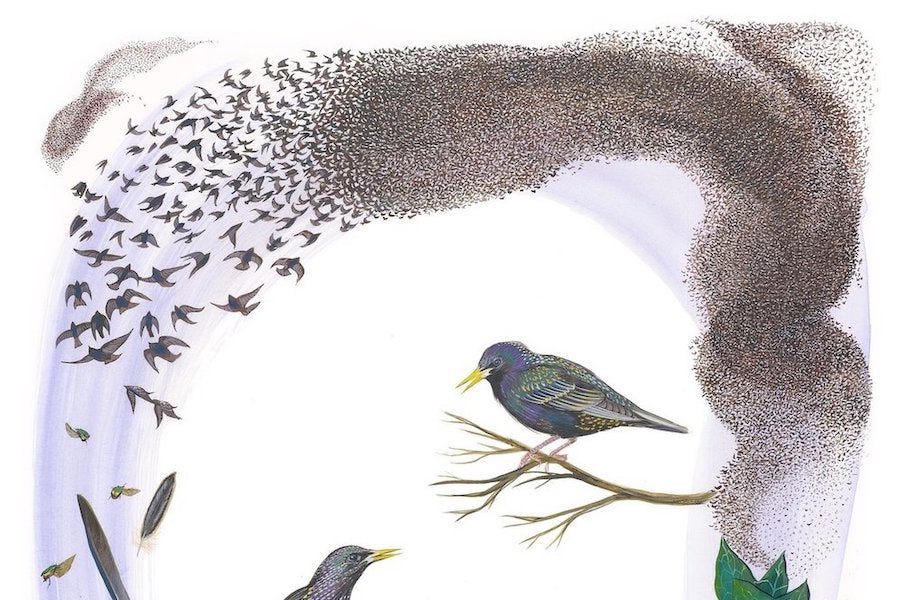 #11 The Common Starling - by Missy Dunaway